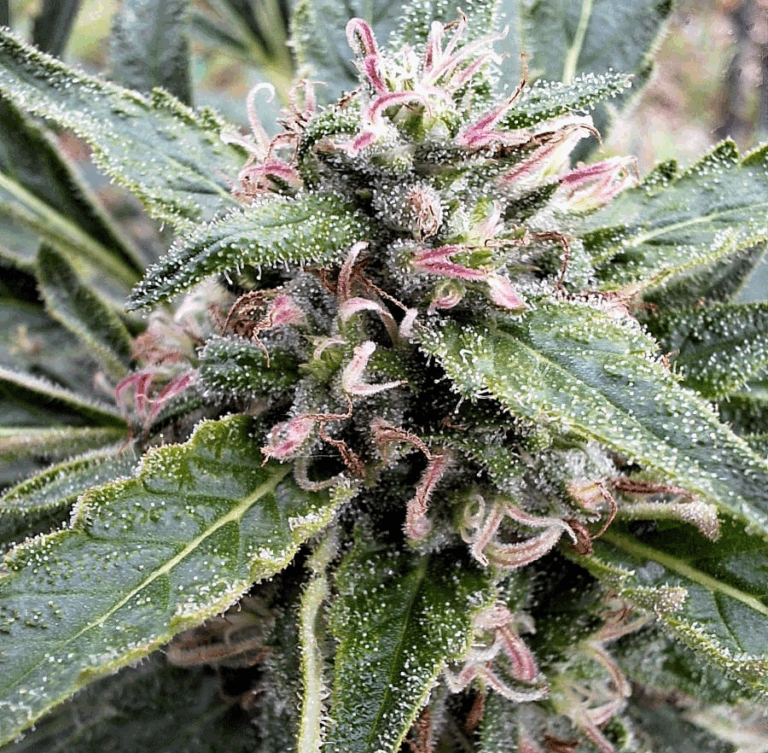 Universidad Madres de Plaza de Mayo – La Universidad de las Madres es una espacio que surge a ...